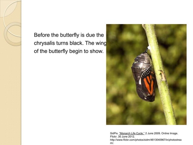 Life cycles of a monarch butterfly | PPT