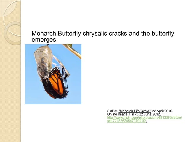 Life cycles of a monarch butterfly | PPT