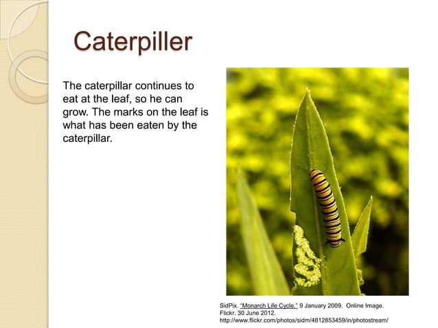 Life cycles of a monarch butterfly | PPT