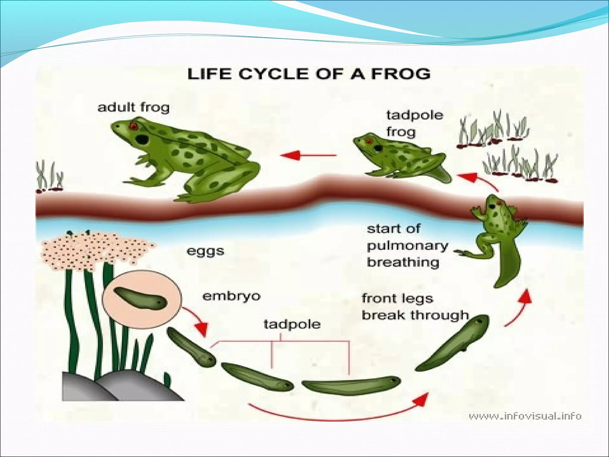Life cycles of animals | PPT