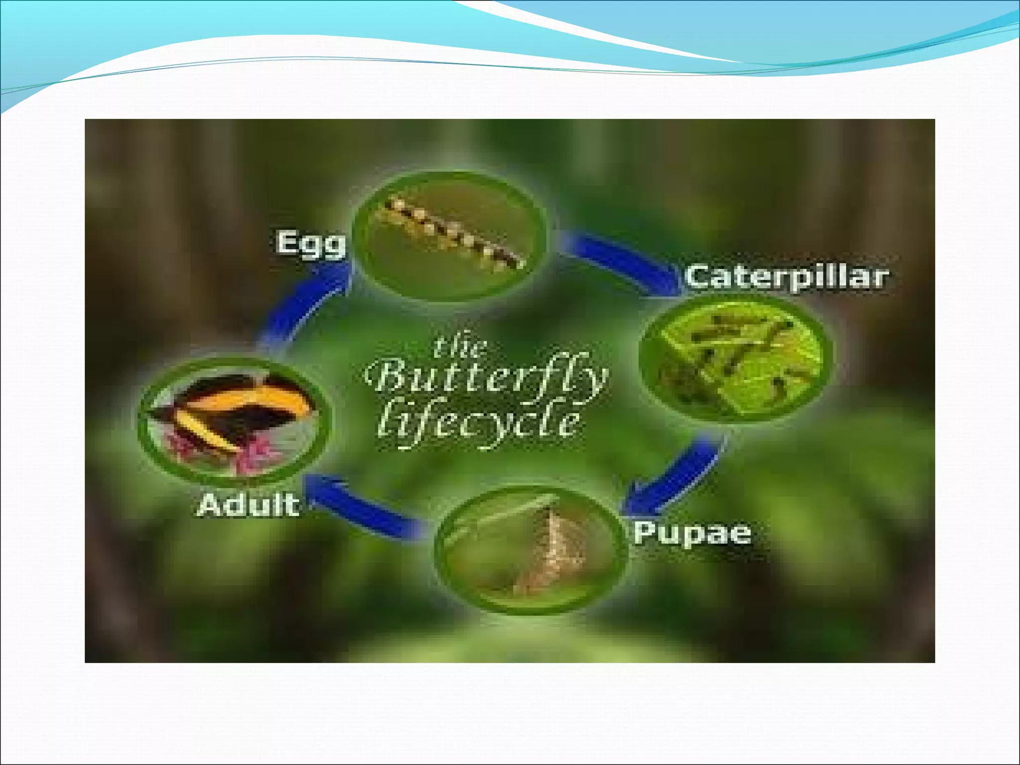 Life cycles of animals | PPT