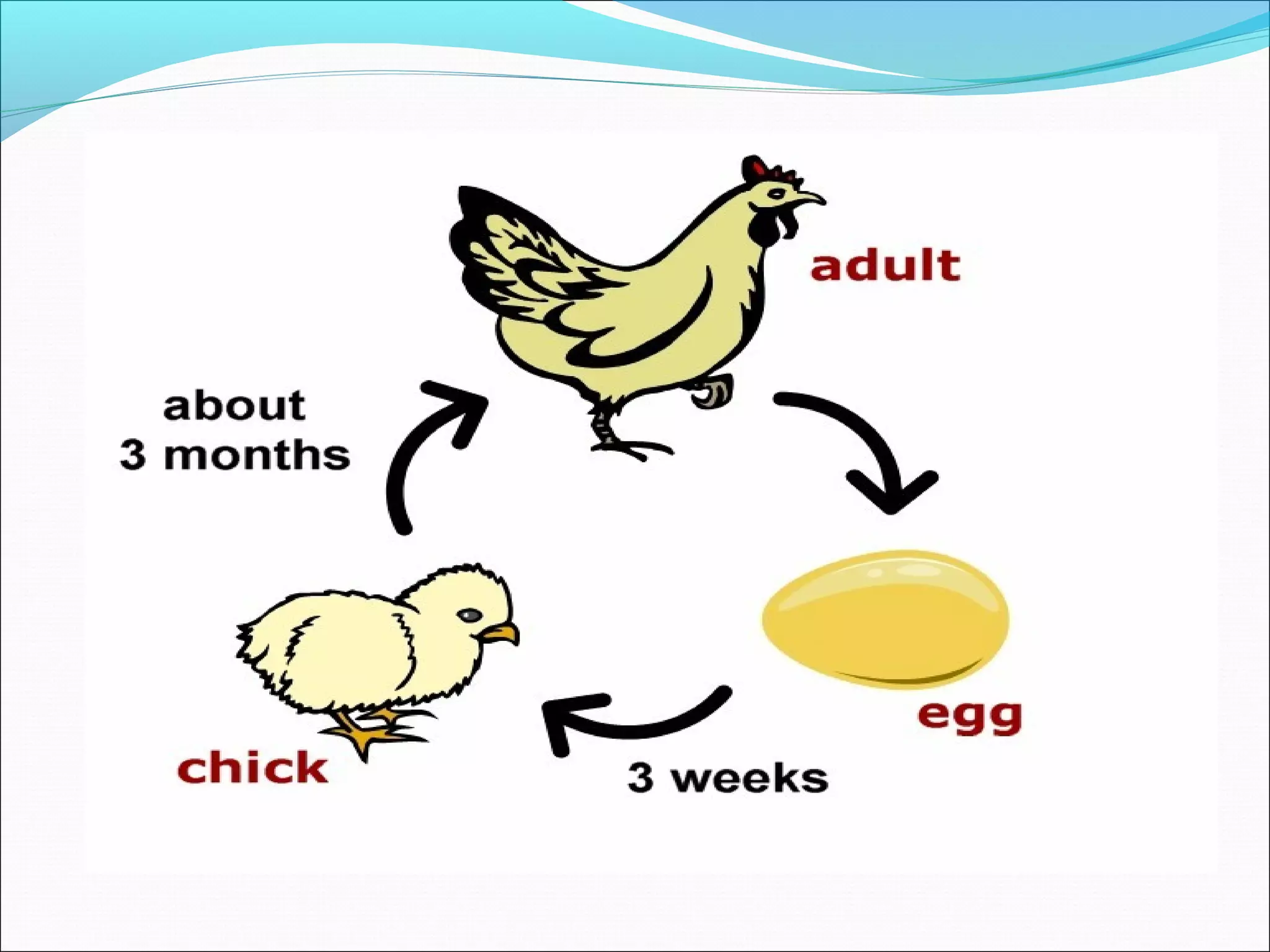 Life cycles of animals | PPT