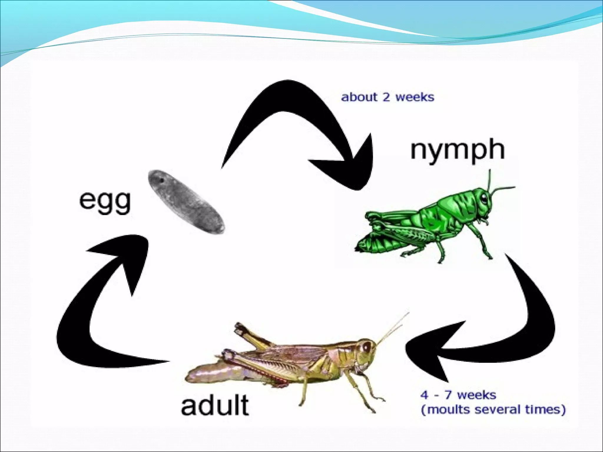 Life cycles of animals | PPT
