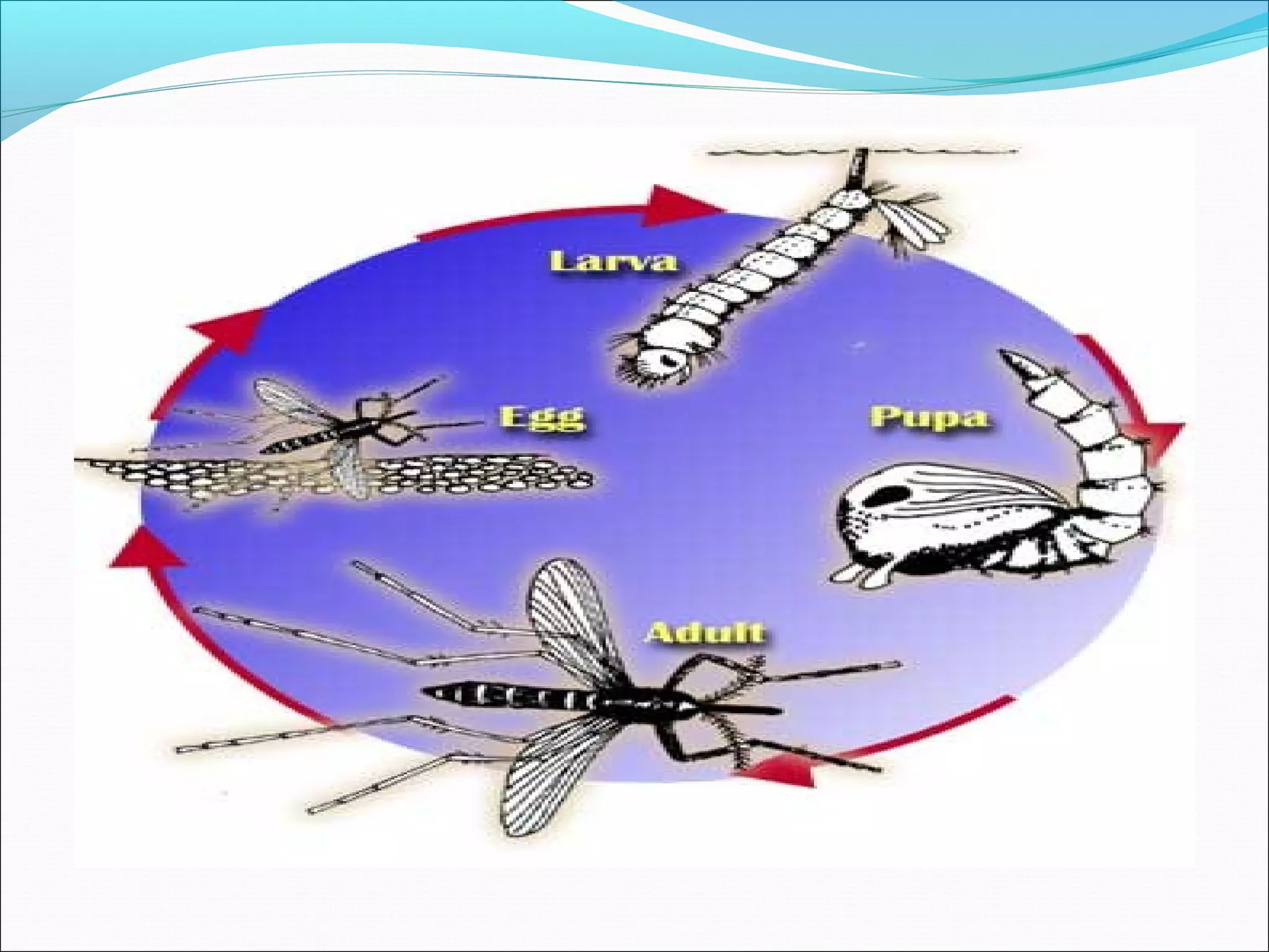 Life cycles of animals | PPT