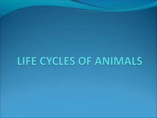 Life cycles of animals | PPT