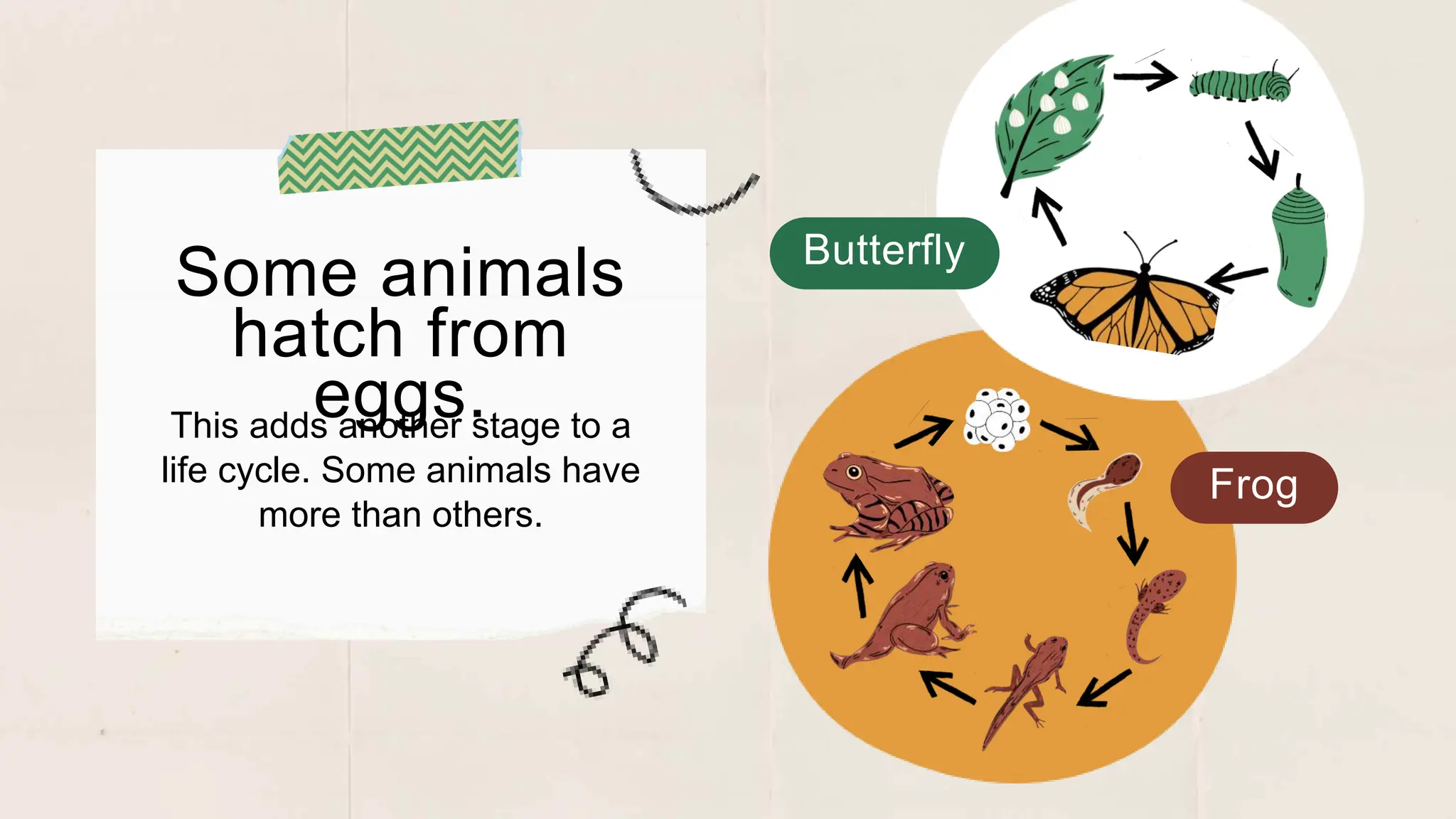 Life Cycles of Humans and Animals Presentation.pptx