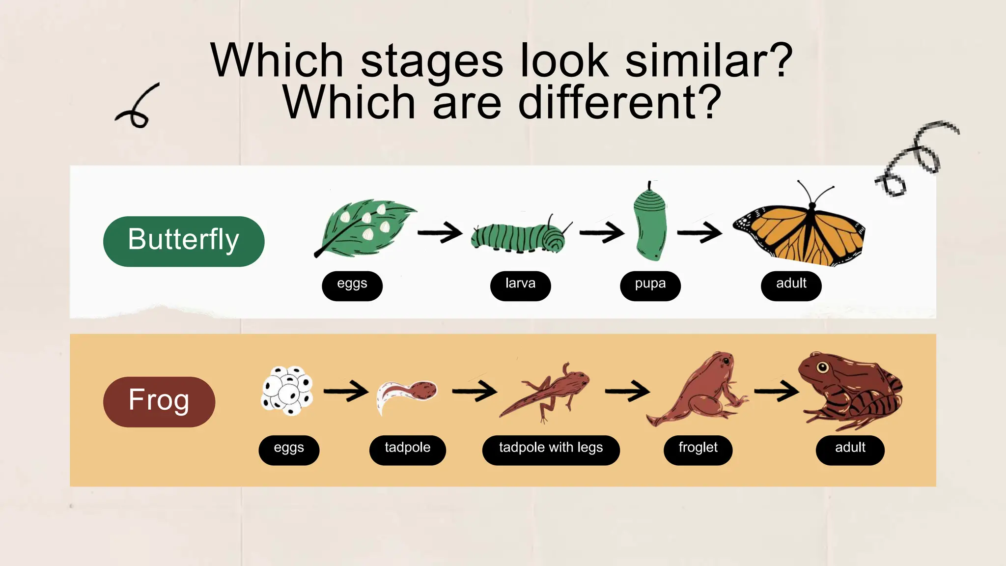 Life Cycles of Humans and Animals Presentation.pptx
