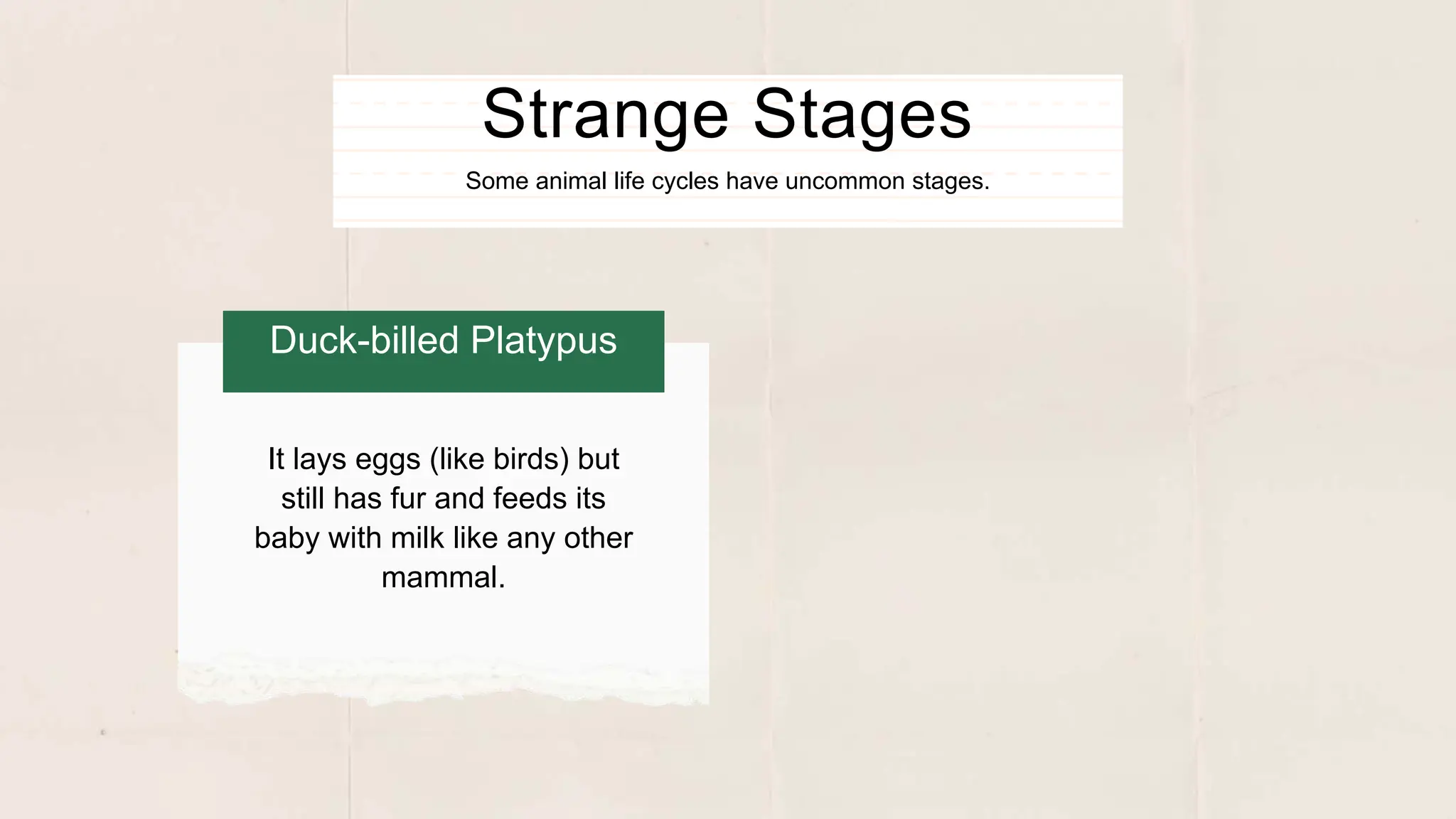 Life Cycles of Humans and Animals Presentation.pptx