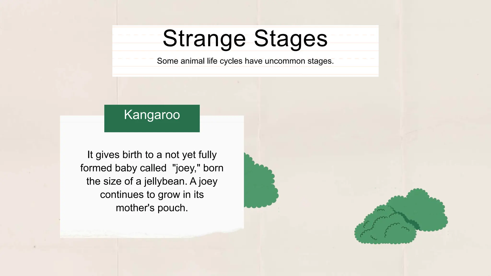 Life Cycles of Humans and Animals Presentation.pptx