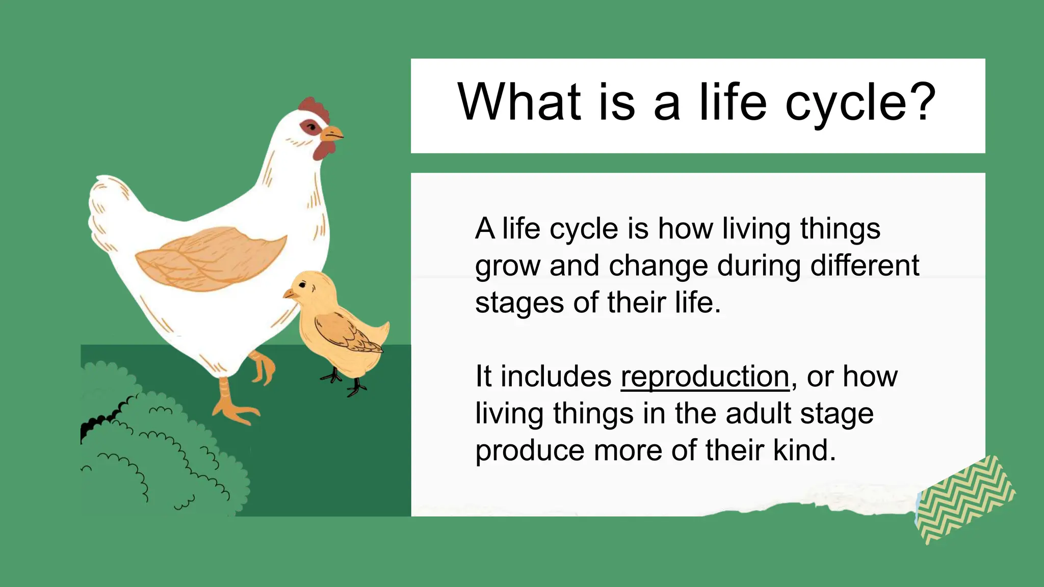 Life Cycles of Humans and Animals Presentation.pptx