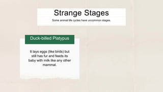 Life Cycles of Humans and Animals Presentation.pptx