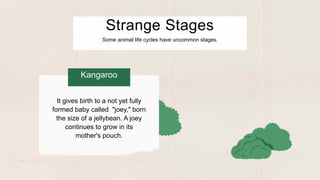 Life Cycles of Humans and Animals Presentation.pptx