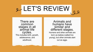 Life Cycles of Humans and Animals Presentation.pptx