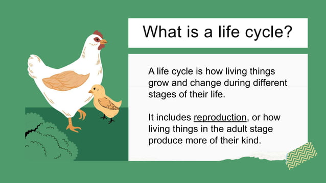 Life Cycles of Humans and Animals Presentation.pptx