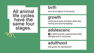 Life Cycles of Humans and Animals Presentation.pptx