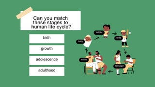 Life Cycles of Humans and Animals Presentation.pptx