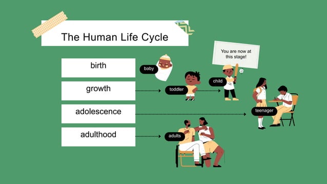 Life Cycles of Humans and Animals Presentation.pptx