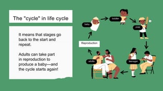 Life Cycles of Humans and Animals Presentation.pptx