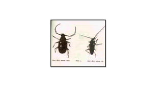 Life cycles of insect pests of important forest.pptx