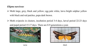 Life cycles of insect pests of important forest.pptx