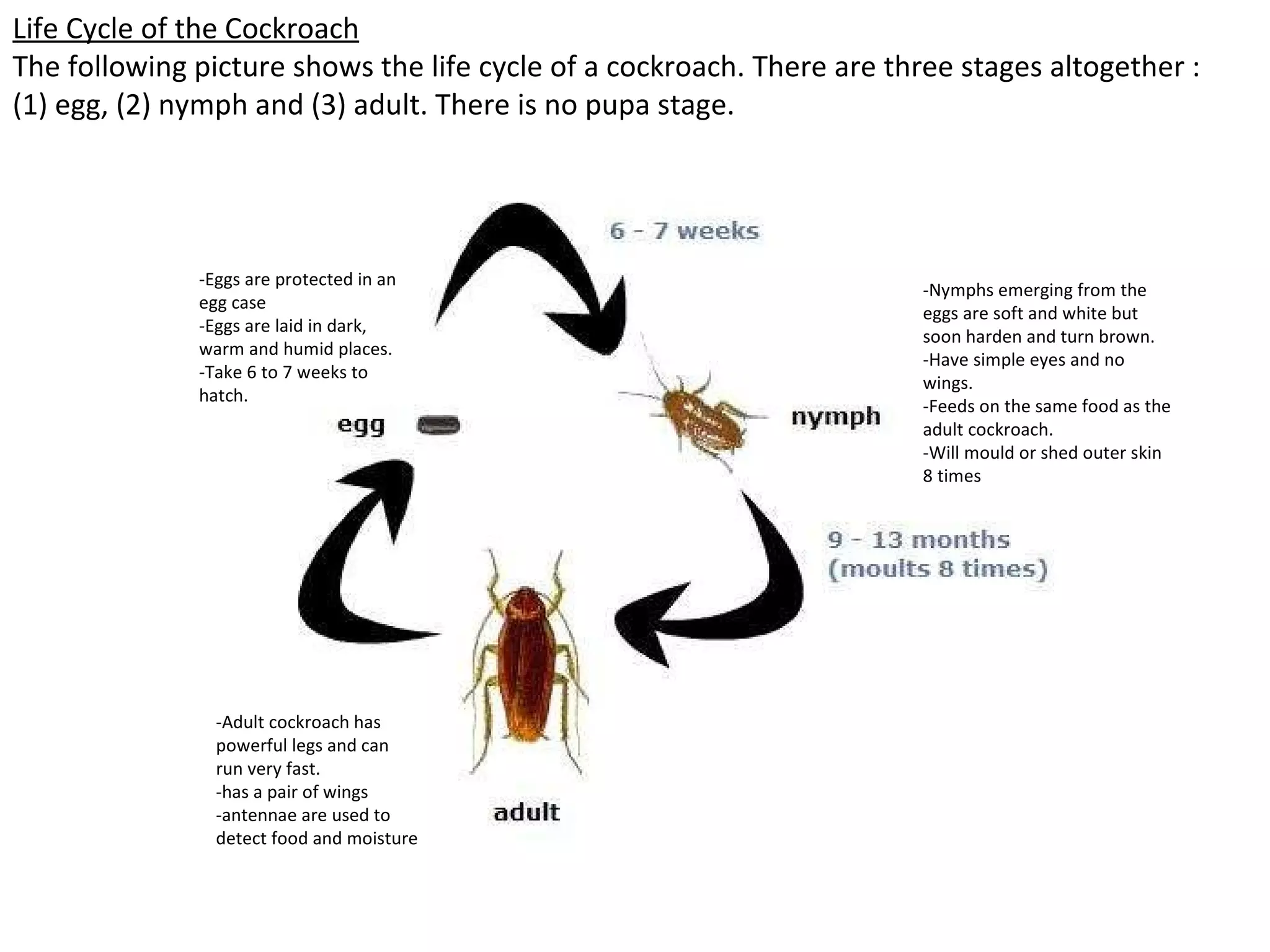Life cycles of insects | PPT