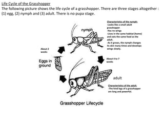 Life cycles of insects | PPT