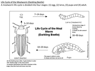 Insect Life Cycle Diagram