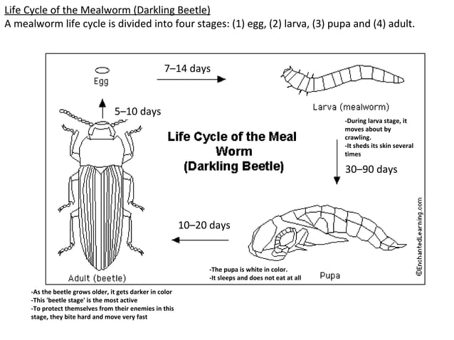 Life cycles of insects