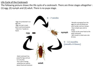 Diagram Of The Life Cycle Of A Cockroach