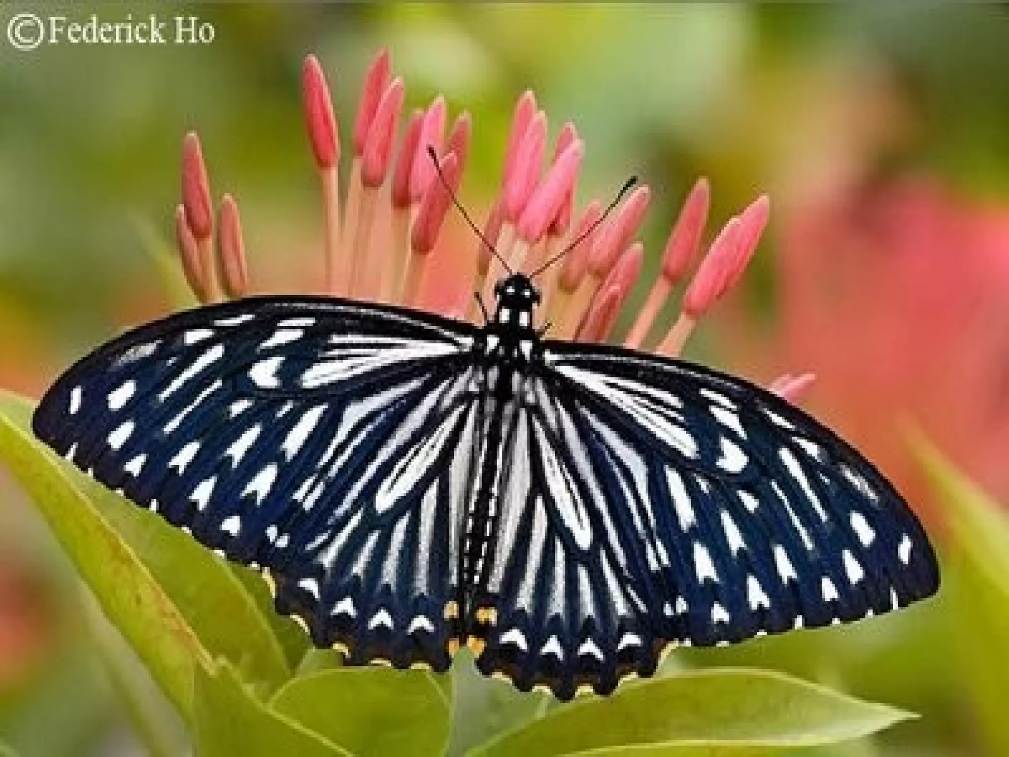 Life cycles of some animals | PPT