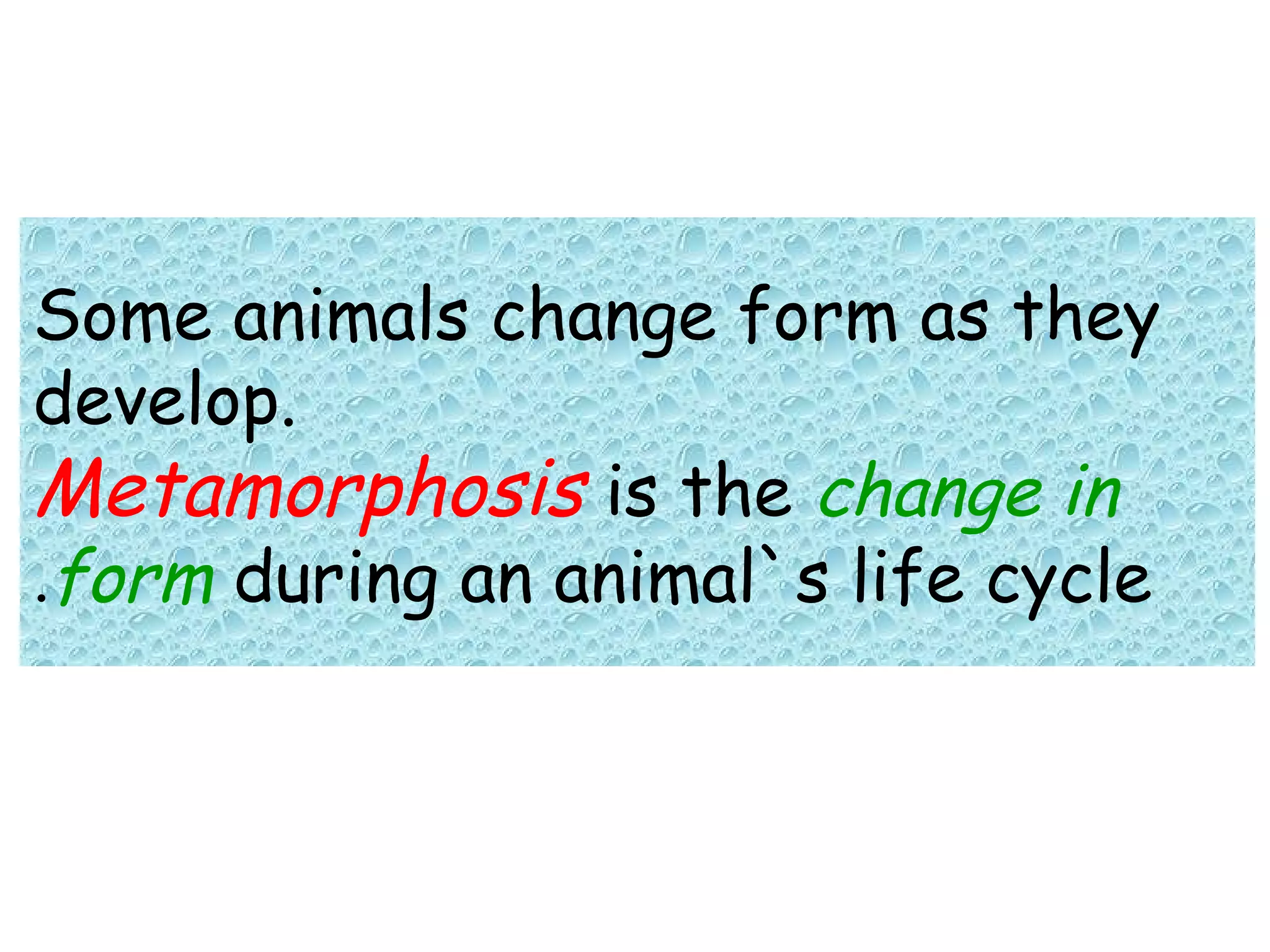 Life cycles of some animals | PPT