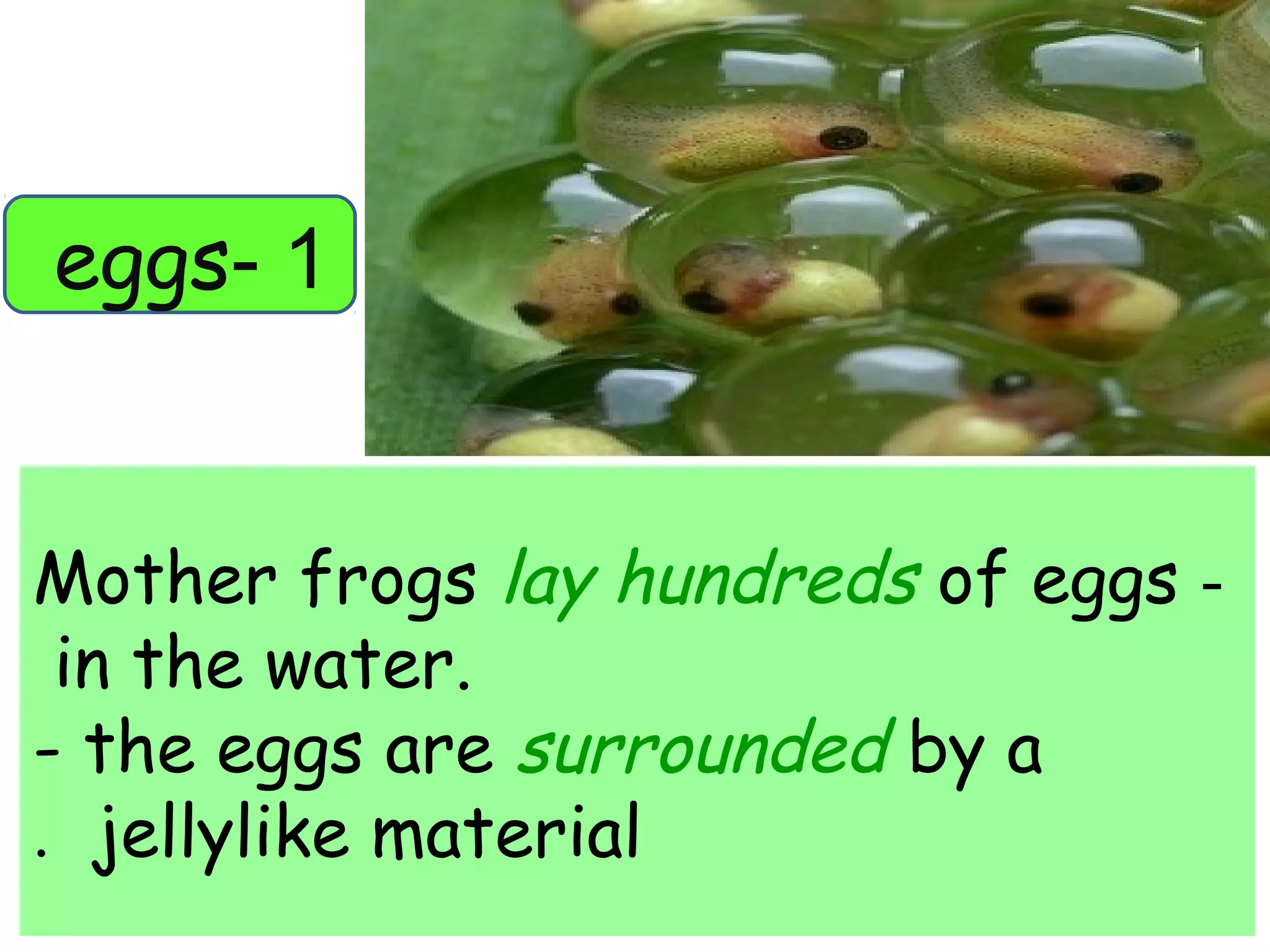 Life cycles of some animals | PPT