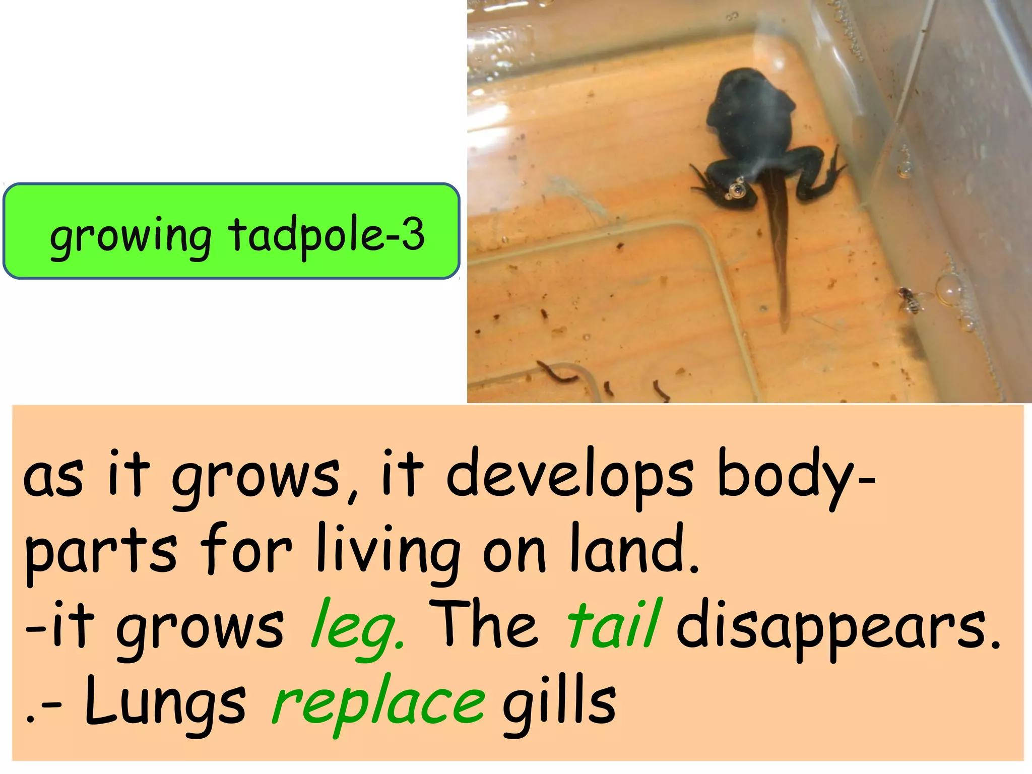 Life cycles of some animals | PPT