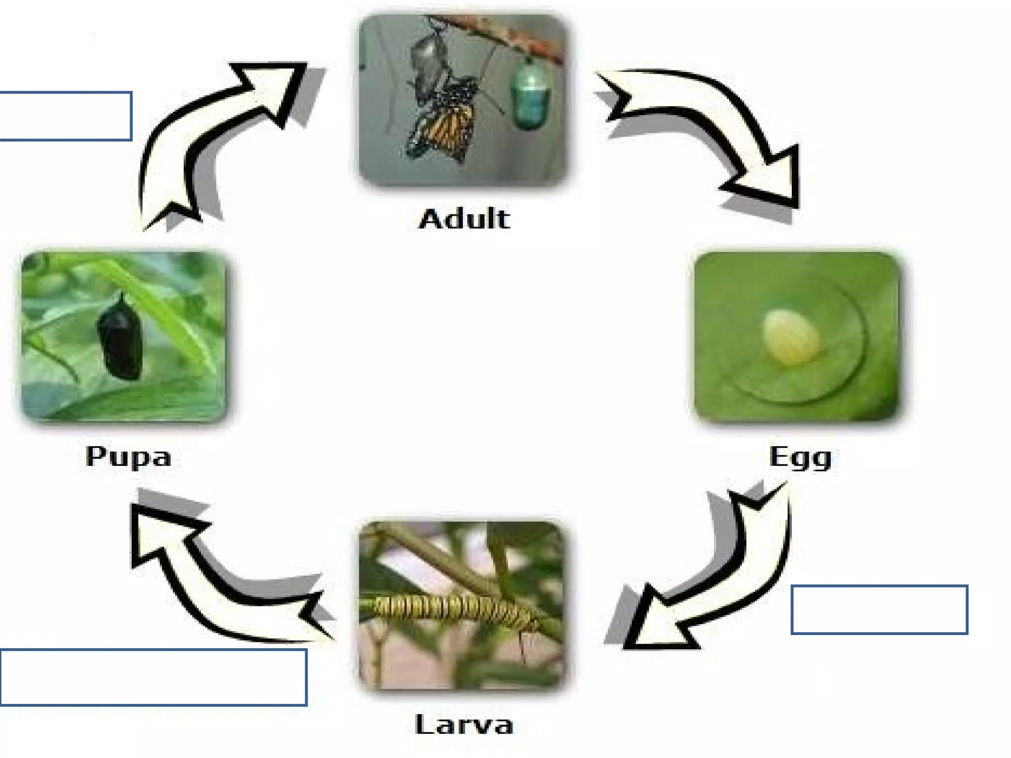 Life cycles of some animals | PPT