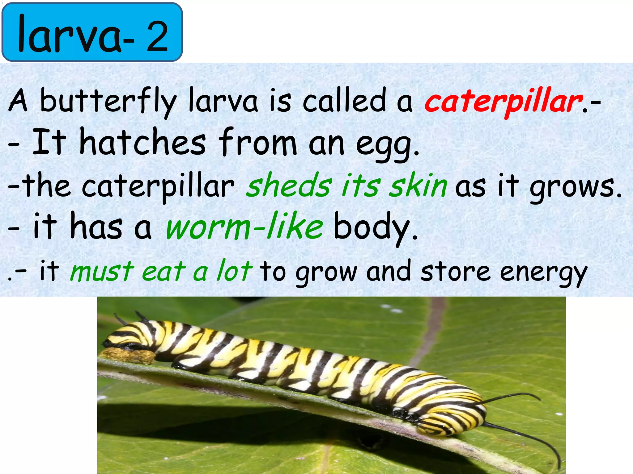 Life cycles of some animals | PPT