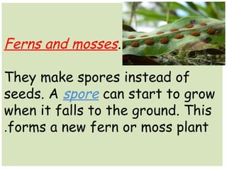 Life cycles of some plants | PPT