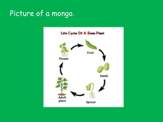 Life Cycles of Some Plants.pptx