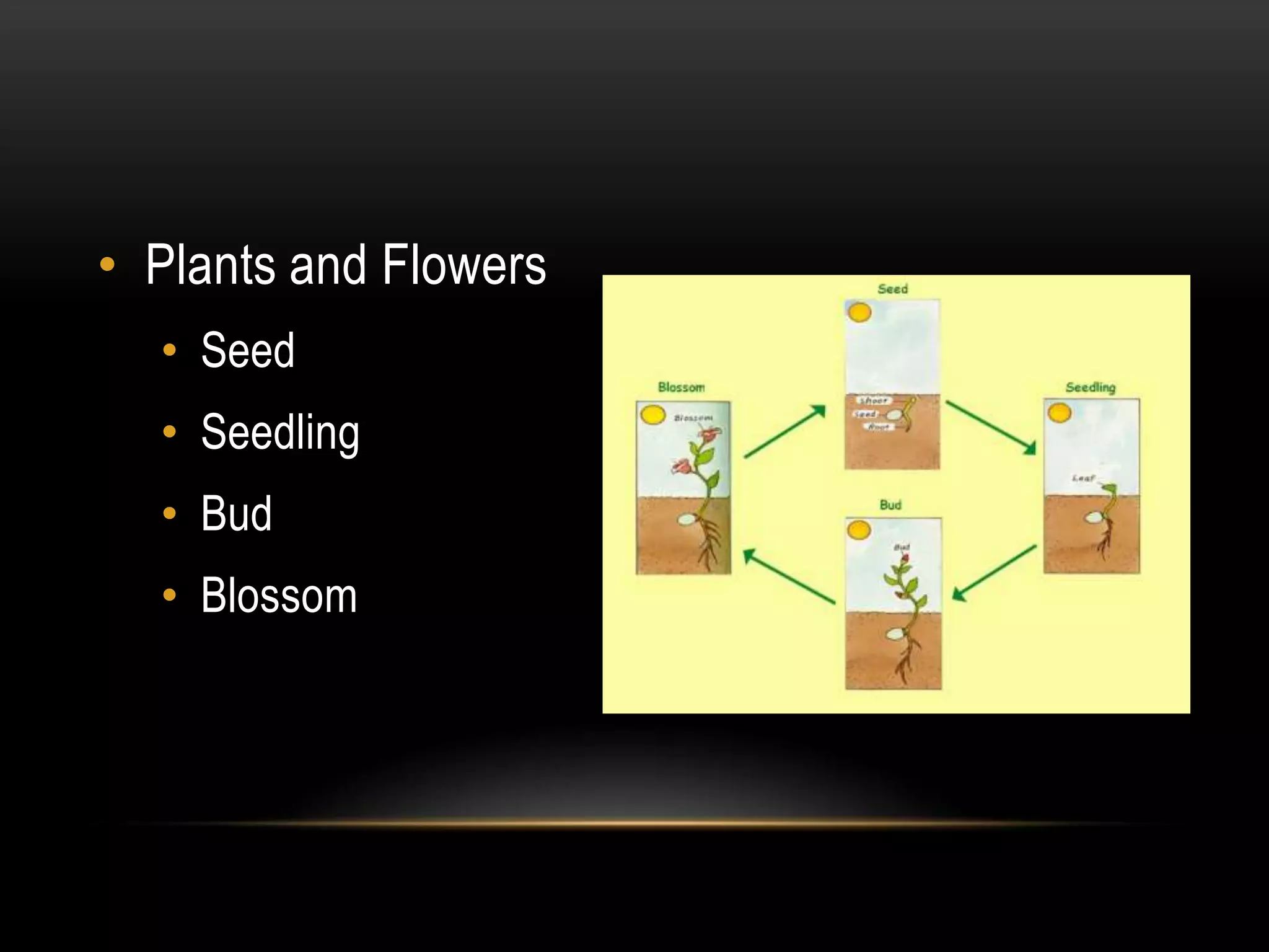 Life cycles ppt | PPTX