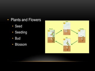 Life cycles ppt | PPTX