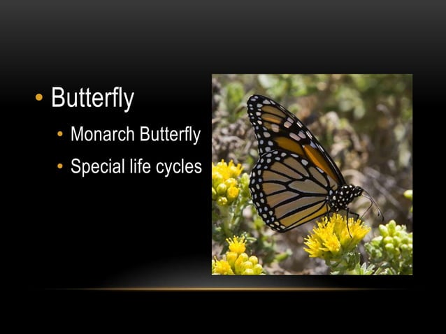 Life cycles ppt | PPTX | Biological Sciences | Science