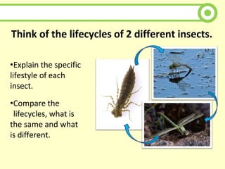 Life Cycles Review - Copy.pptx this is for the science teacher | PPTX
