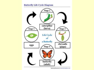 Life Cycles Review - Copy.pptx this is for the science teacher | PPTX