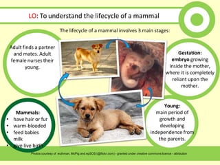 Life Cycles Review - Copy.pptx this is for the science teacher | PPTX