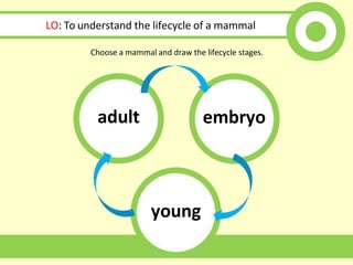 Life Cycles Review - Copy.pptx this is for the science teacher | PPTX