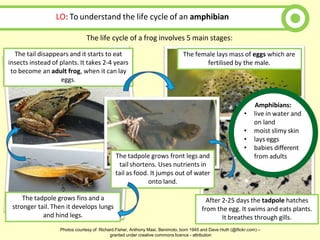 Life Cycles Review - Copy.pptx this is for the science teacher | PPTX