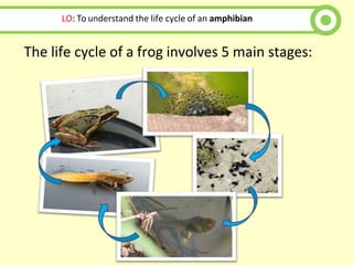 Life Cycles Review - Copy.pptx this is for the science teacher | PPTX