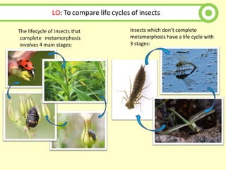 Life Cycles Review - Copy.pptx this is for the science teacher | PPT