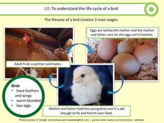 Life Cycles Review - Copy.pptx this is for the science teacher | PPT