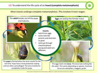 Life Cycles Review - Copy.pptx this is for the science teacher | PPT