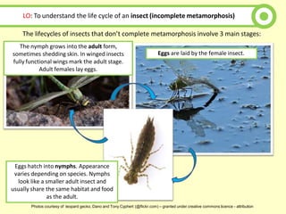Life Cycles Review - Copy.pptx this is for the science teacher | PPT